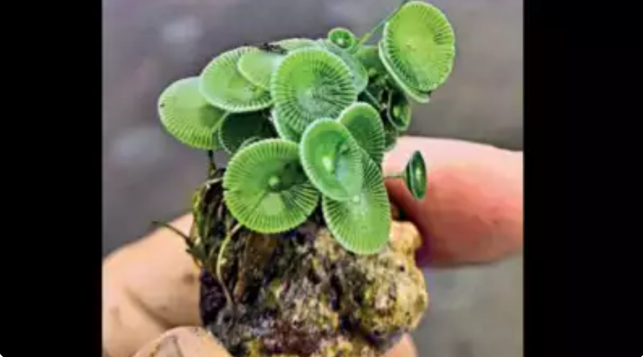 Hidden Wonders Revealed: New Algal Species Found in Kerala's Western Ghats - Live Quick News